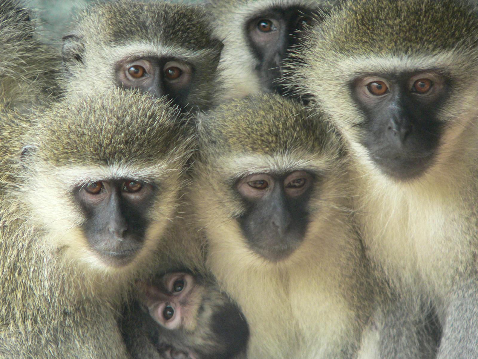 Primate Sanctuary experience | Volunteer in South Africa 2025