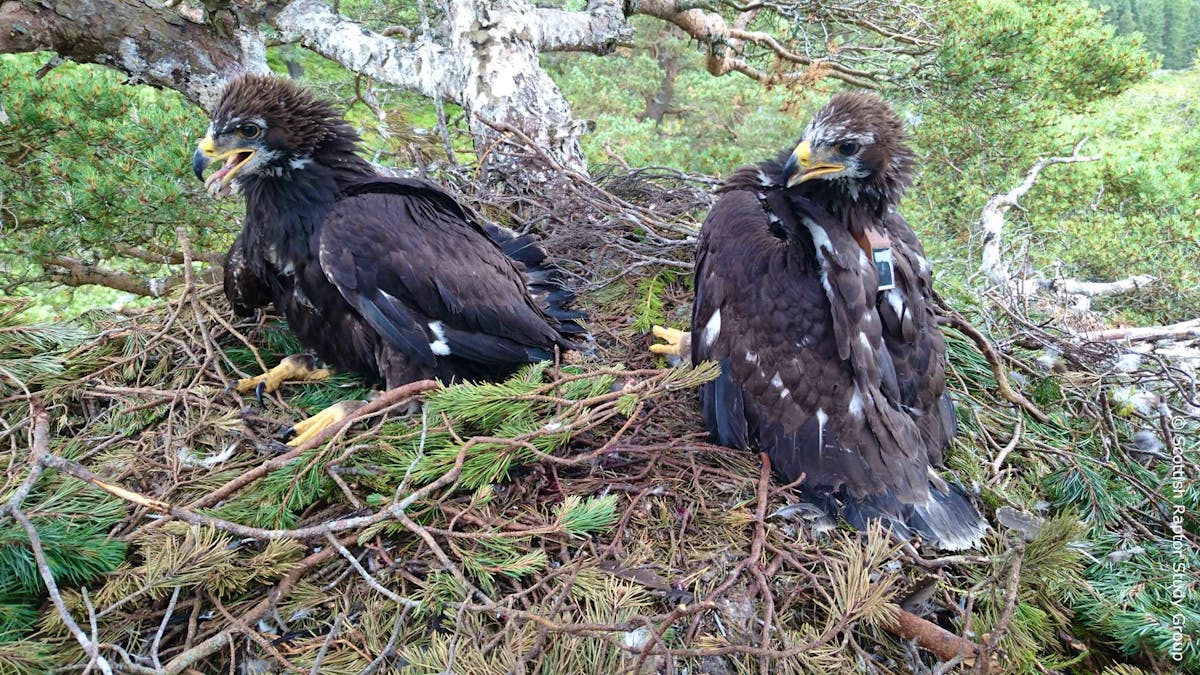 Wilderness Conservation Field Researcher | Volunteer in the United ...