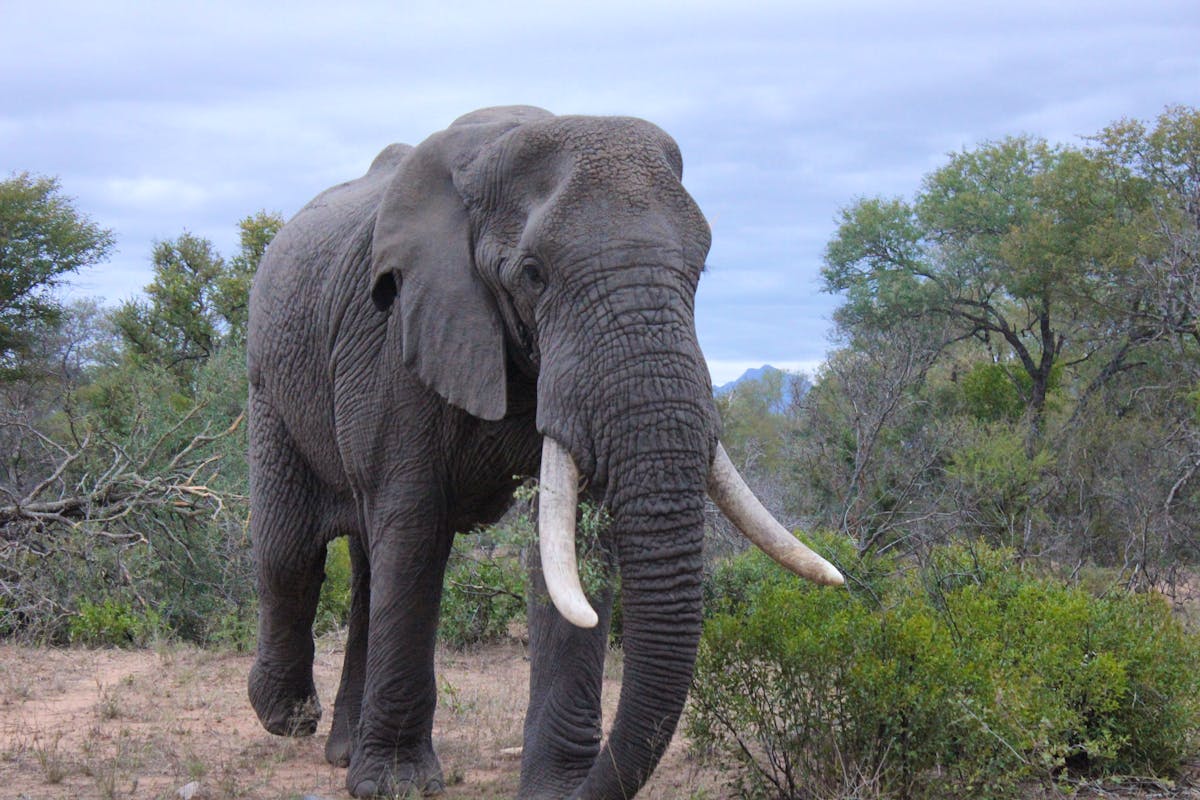 Rhino Poaching Awareness | Volunteer in South Africa 2025