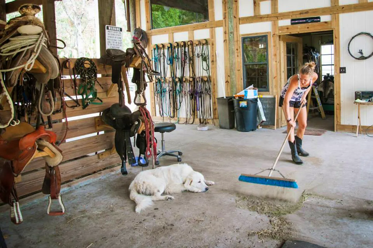 Mustang Rescue Companion | Volunteer in the United States 2025
