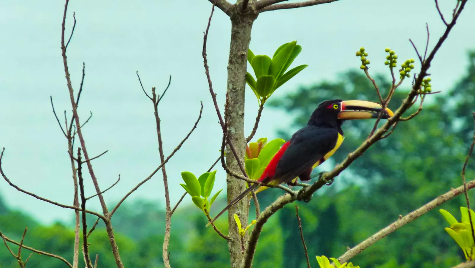 Sea Turtle Protection & Rainforest Preservation | Volunteer in Ecuador 2025