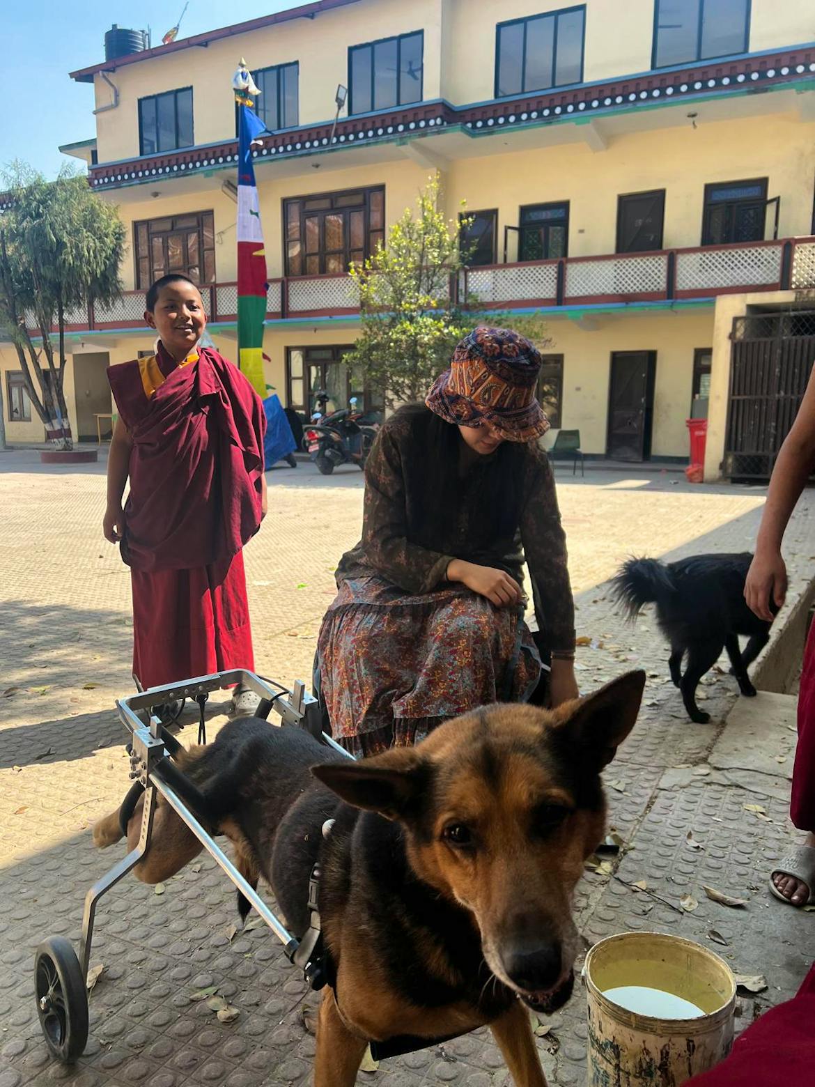 Hands-on Veterinary Experience | Volunteer in Nepal 2025