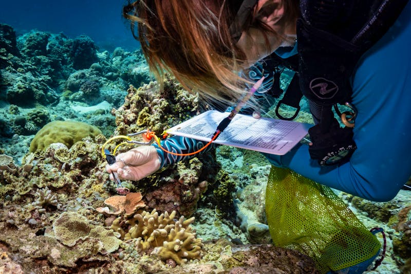 Biorock Coral Reef Restoration | Volunteer in Indonesia 2025