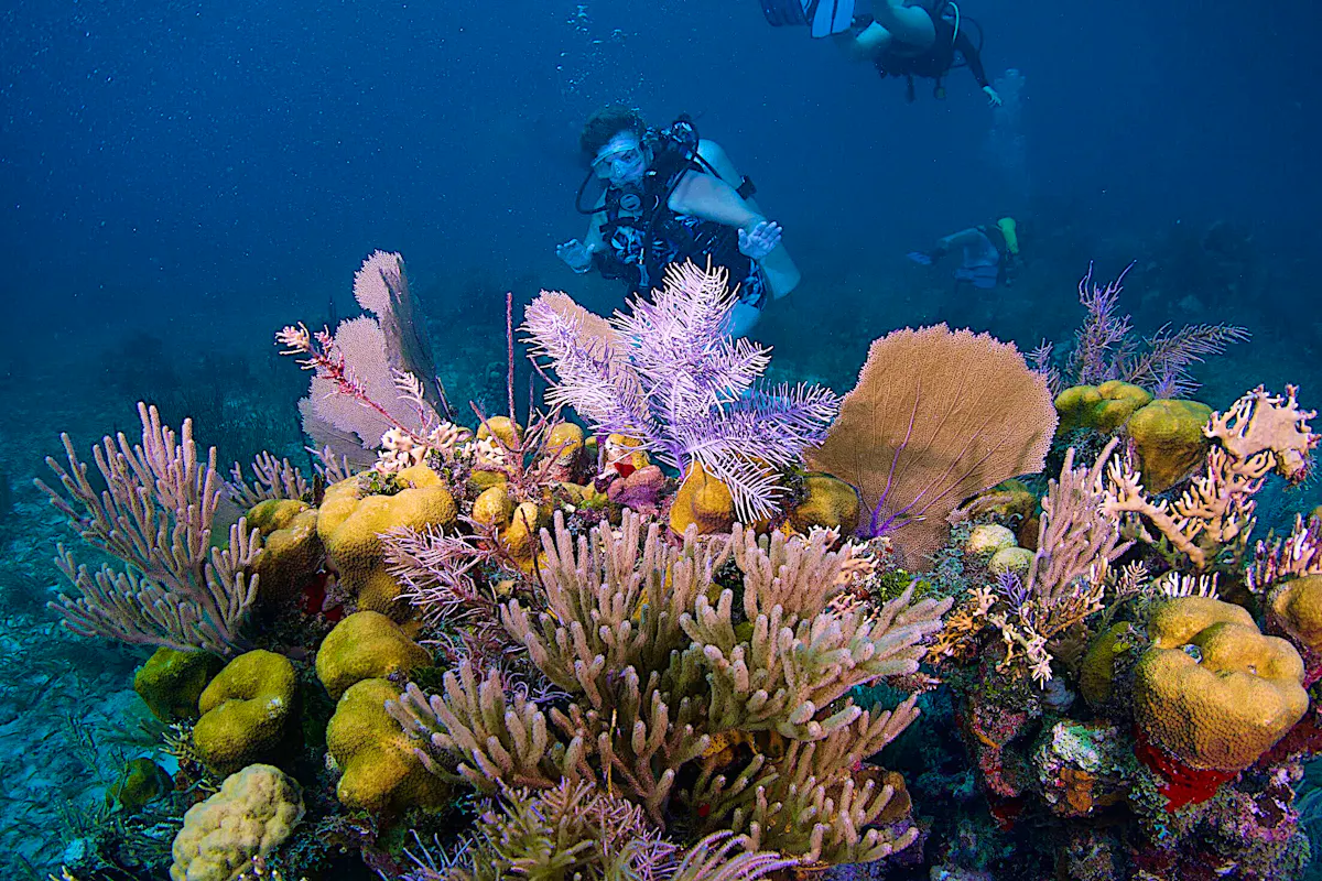 Marine Life Conservation Assistant | Volunteer in Belize 2024