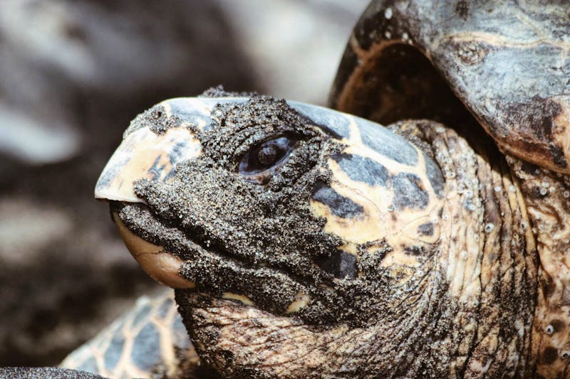 Turtle Conservation and Research | Volunteer in Madagascar 2025