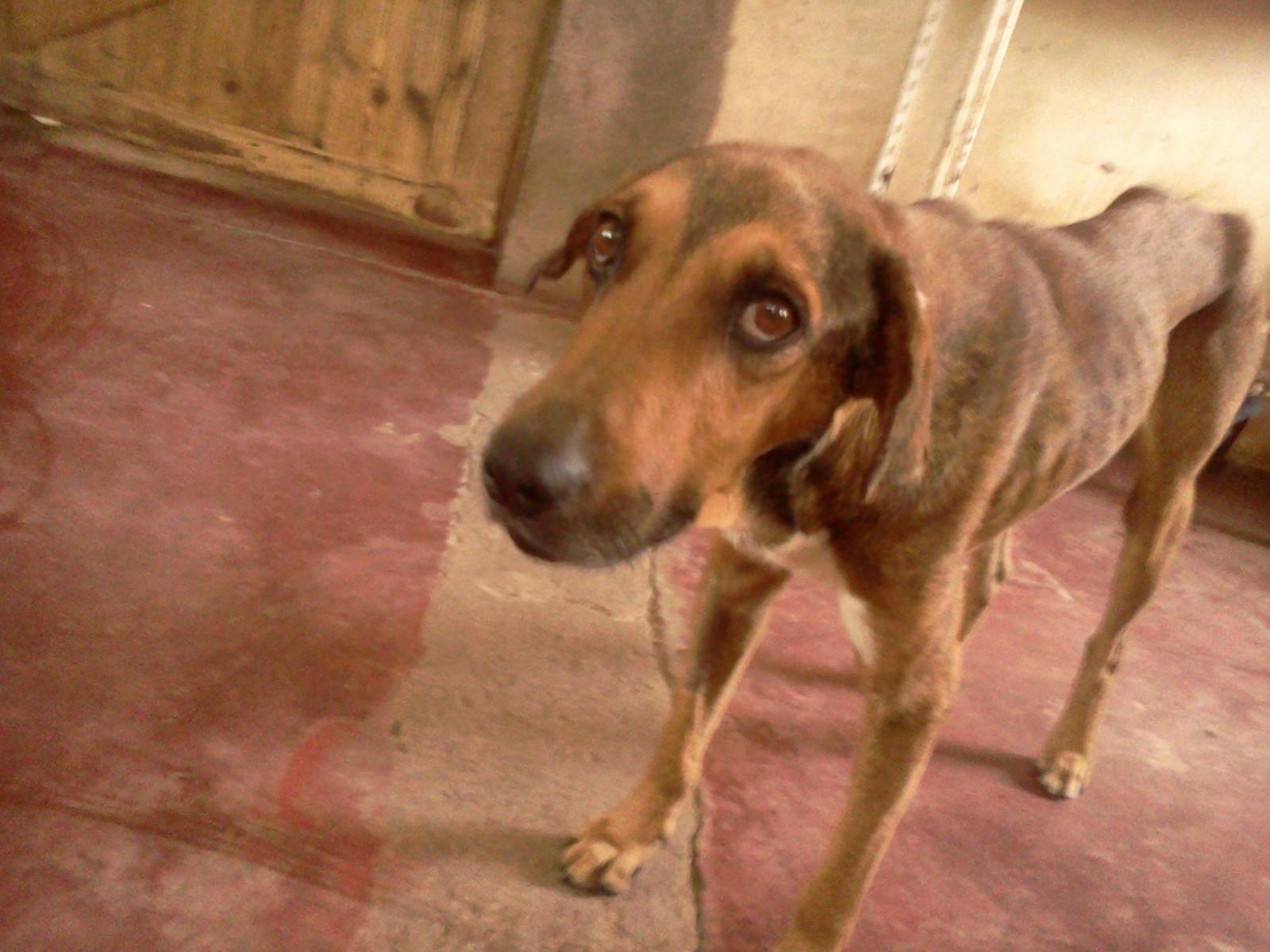 Animal saver | Volunteer in Cape Verde 2025