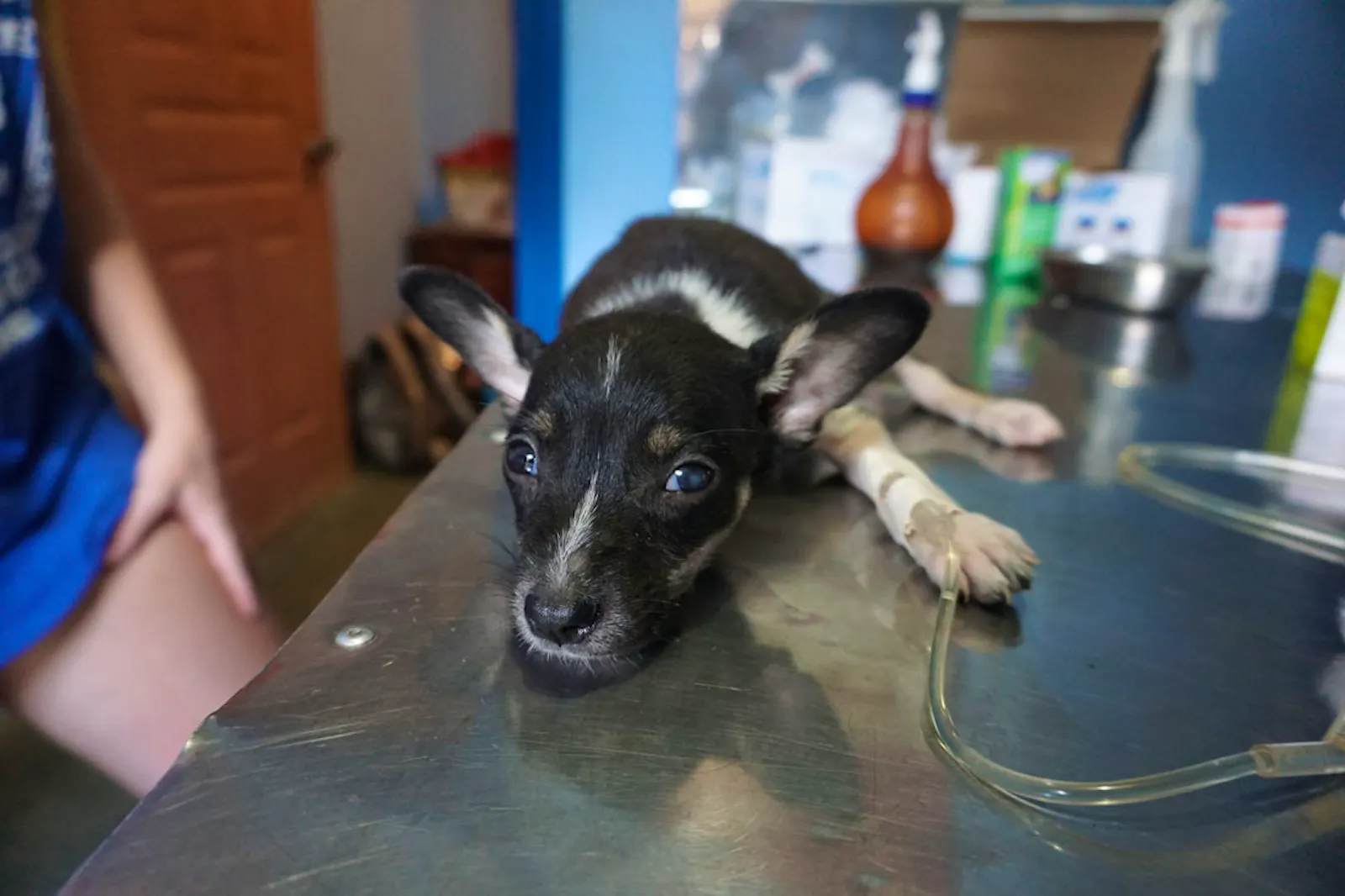 Veterinary Internship | Volunteer in Costa Rica 2025