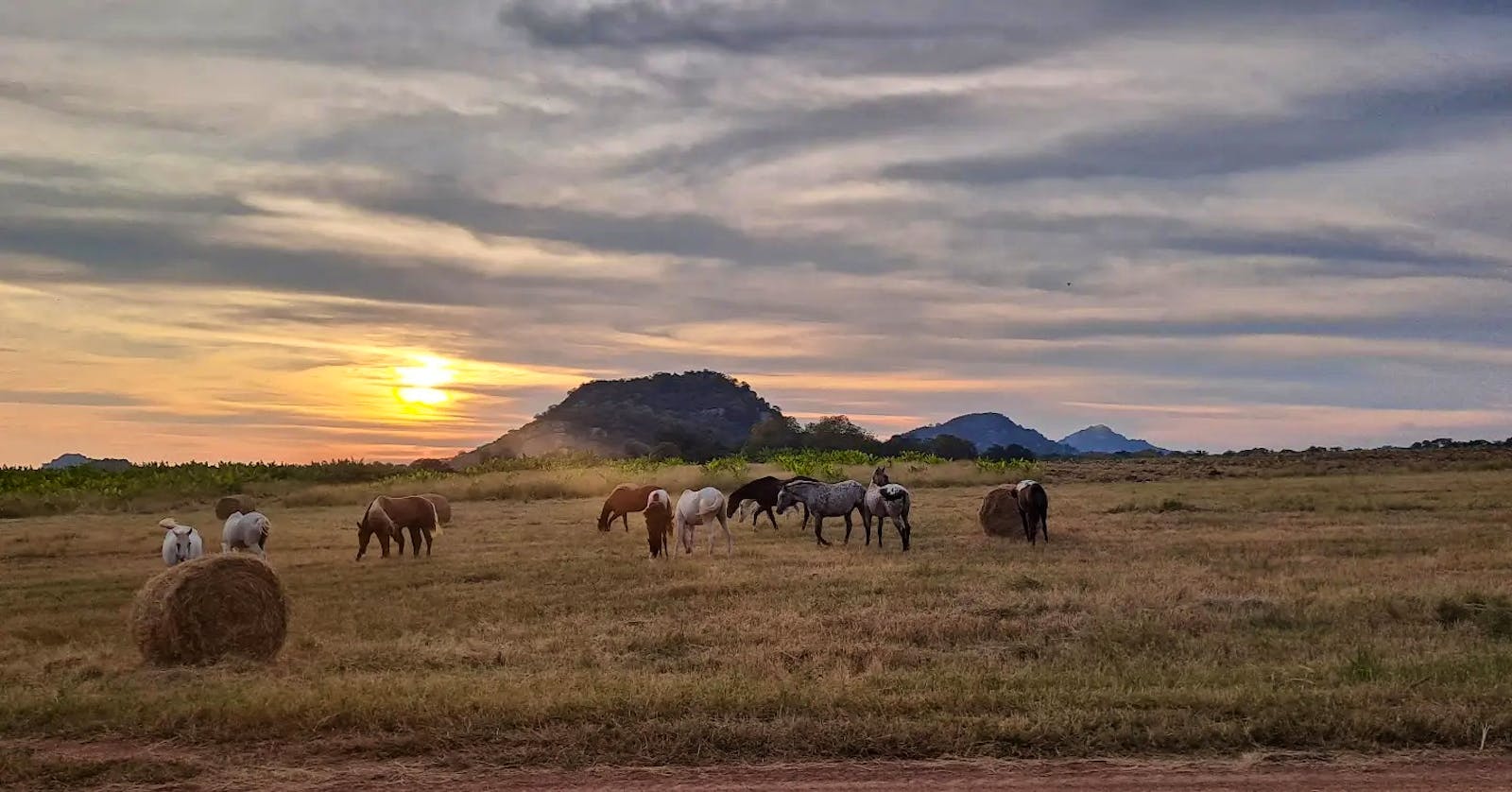 Wild Farming Helper | Volunteer in Zimbabwe 2024