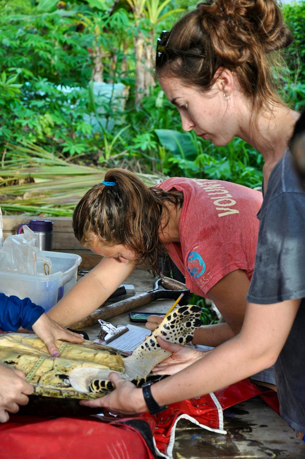 Sea Turtle Guardian | Volunteer in Costa Rica 2024