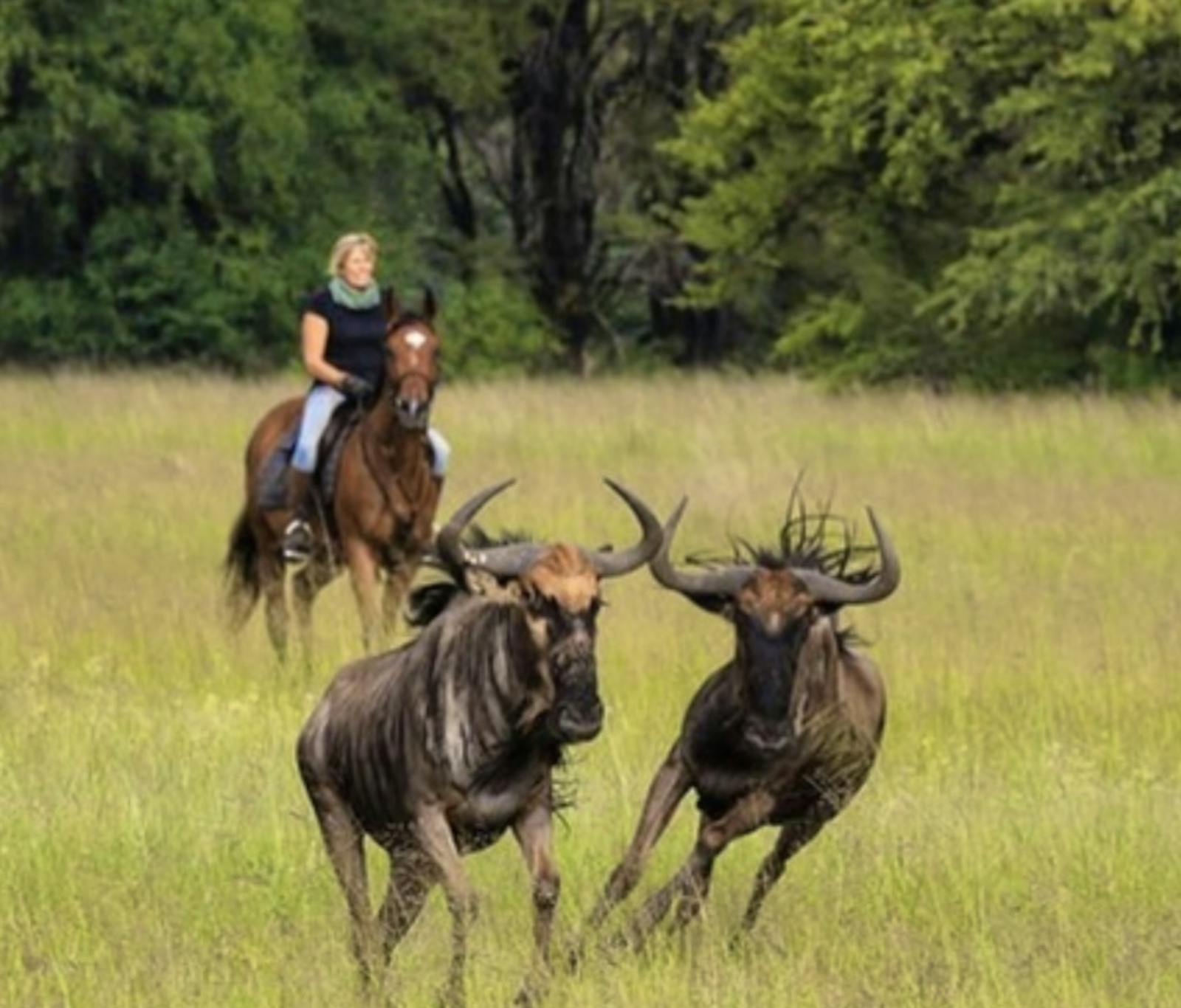 Wildlife Conservation with Horses | Volunteer in Zimbabwe 2025