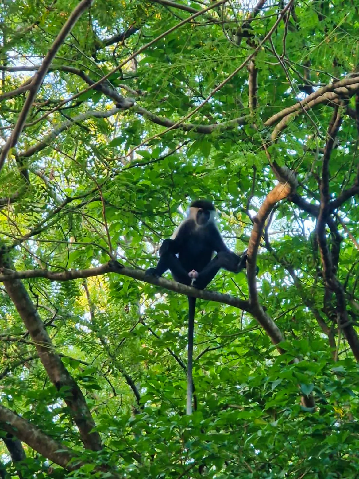 Primate Conservationists | Volunteer in Kenya 2025
