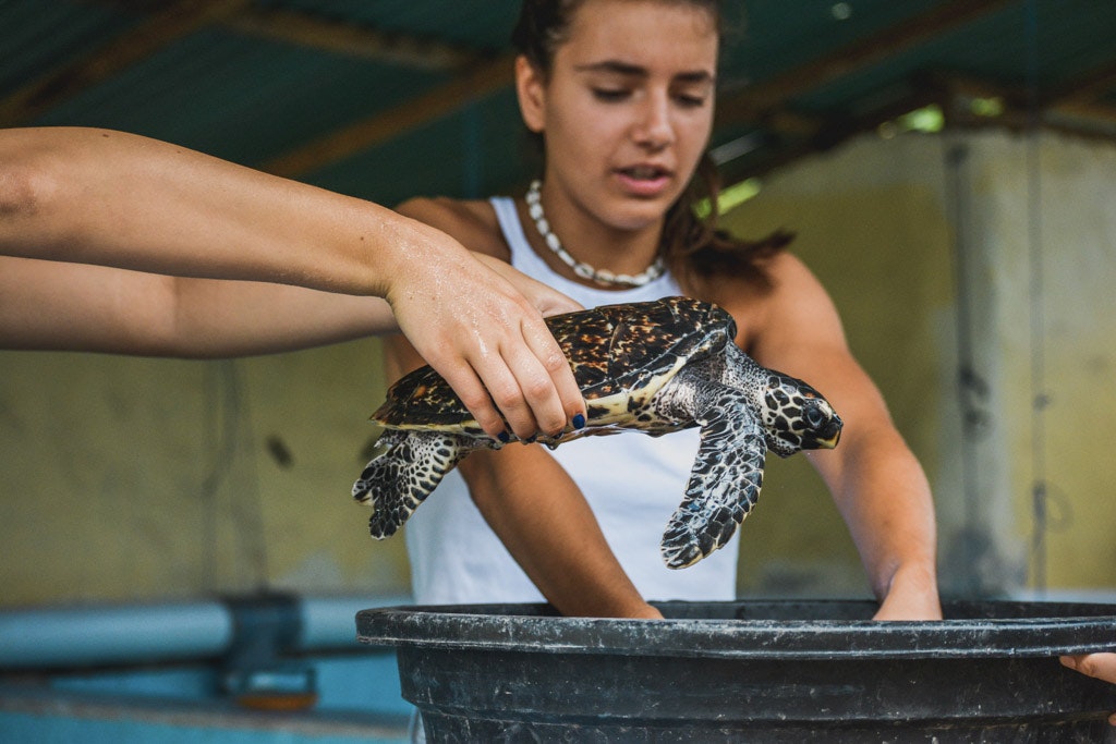 Turtle Conservation Assistance | Volunteer in Indonesia 2025