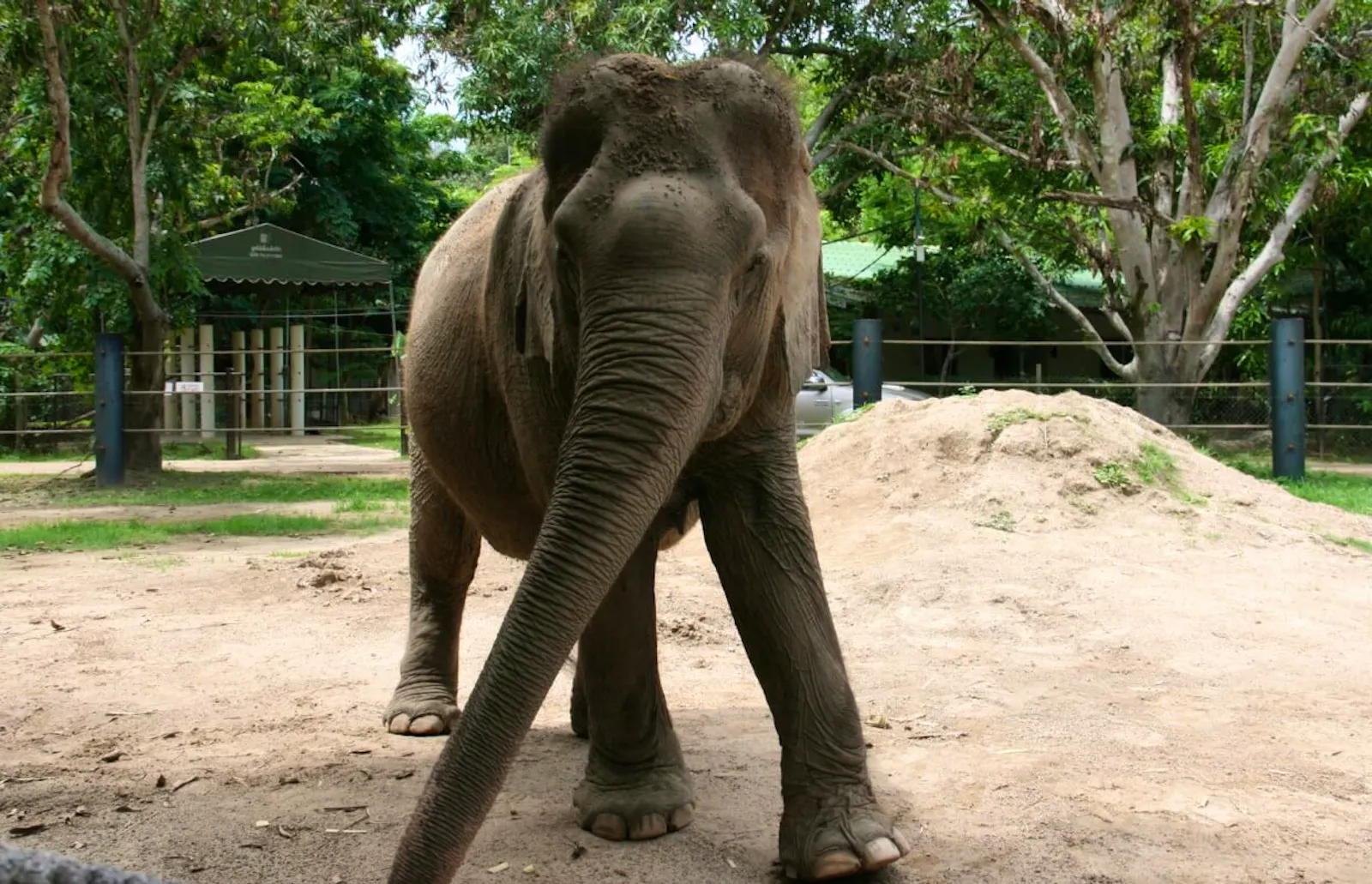 Elephant Conservation Worker | Volunteer in Thailand 2025