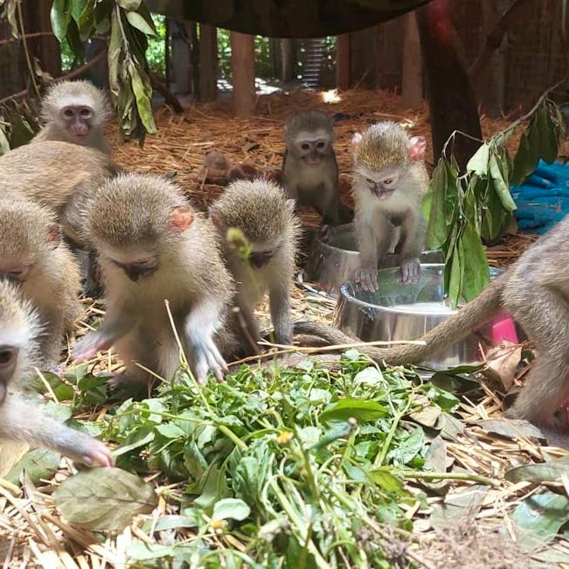 Wildlife Rescue, Rehab and Clinic | Volunteer in South Africa 2025