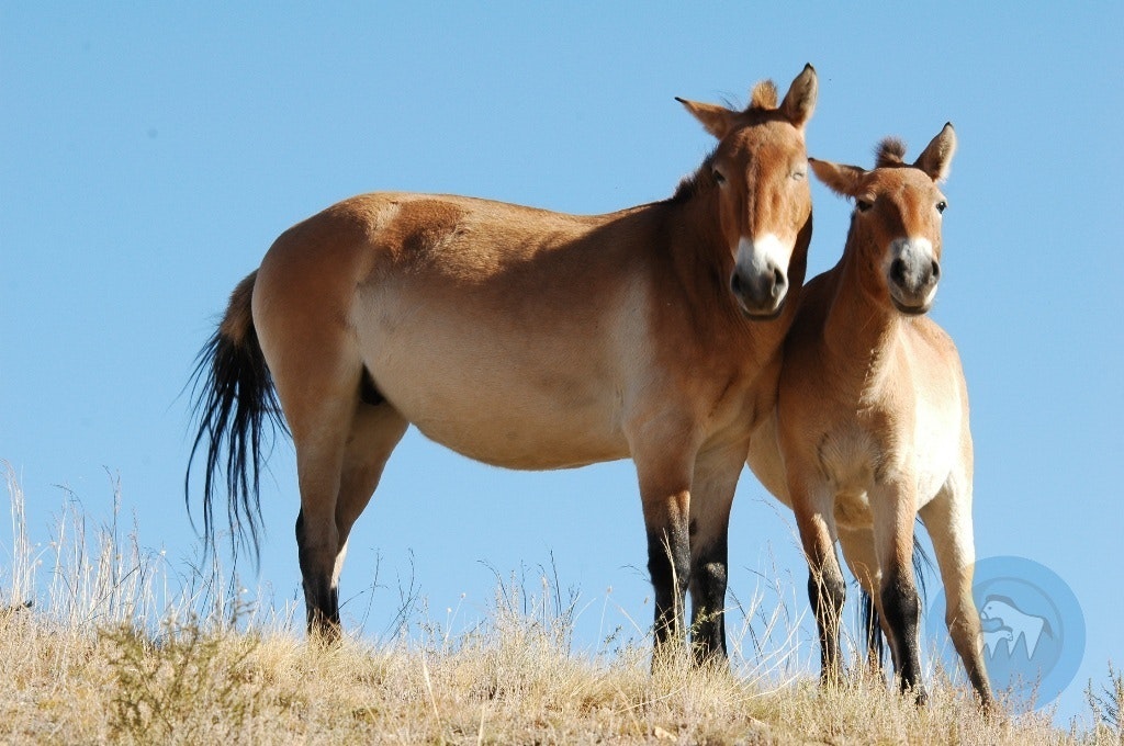 Wild Takhi Research & Conservation | Volunteer in Mongolia 2025