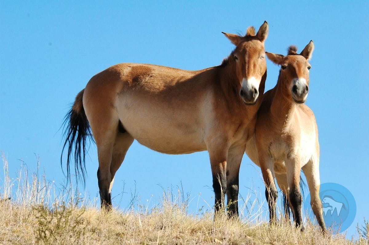 Wild Takhi Research & Conservation | Volunteer in Mongolia 2025