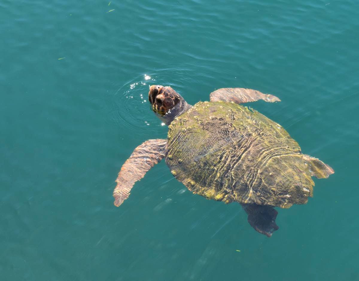 Greece Turtle Conservation Volunteers | Volunteer in Greece 2025