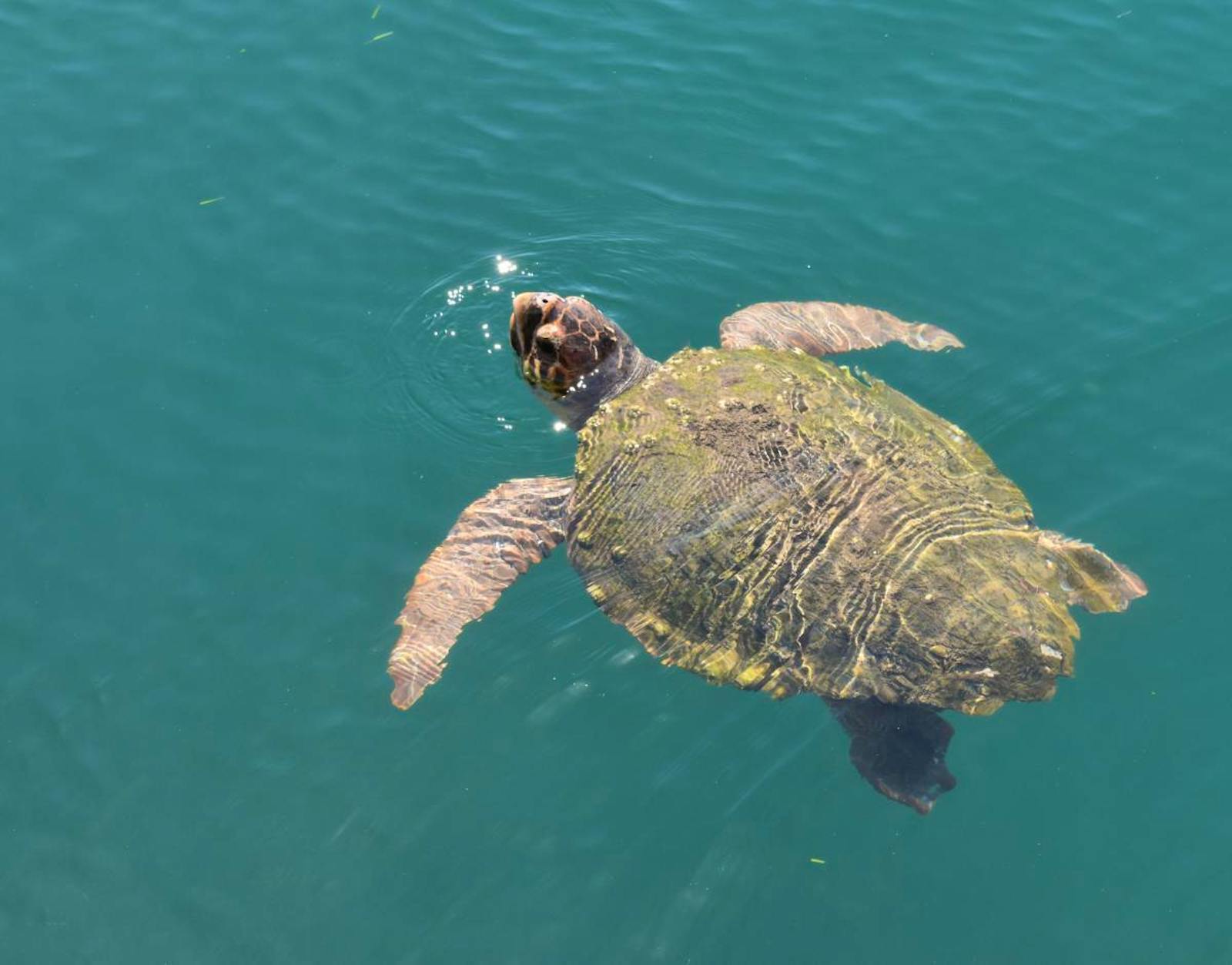 Greece Turtle Conservation Volunteers | Volunteer in Greece 2025