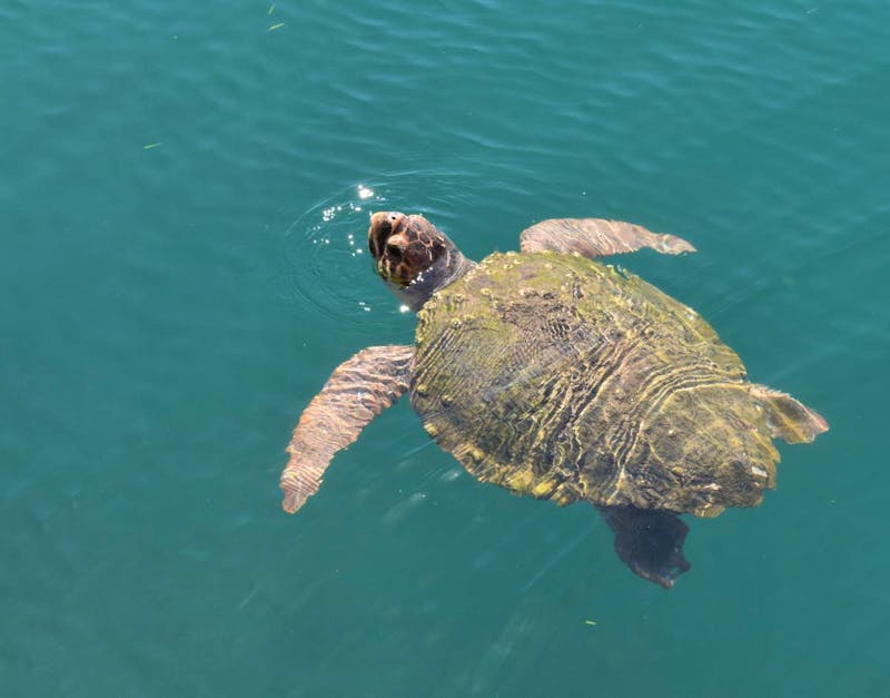 Greece Turtle Conservation Volunteers | Volunteer in Greece 2025