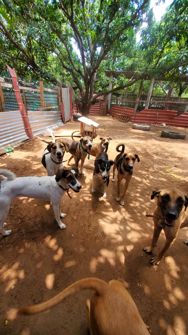 Dog Rescue Center Supporter | Voluntariado en México 2025