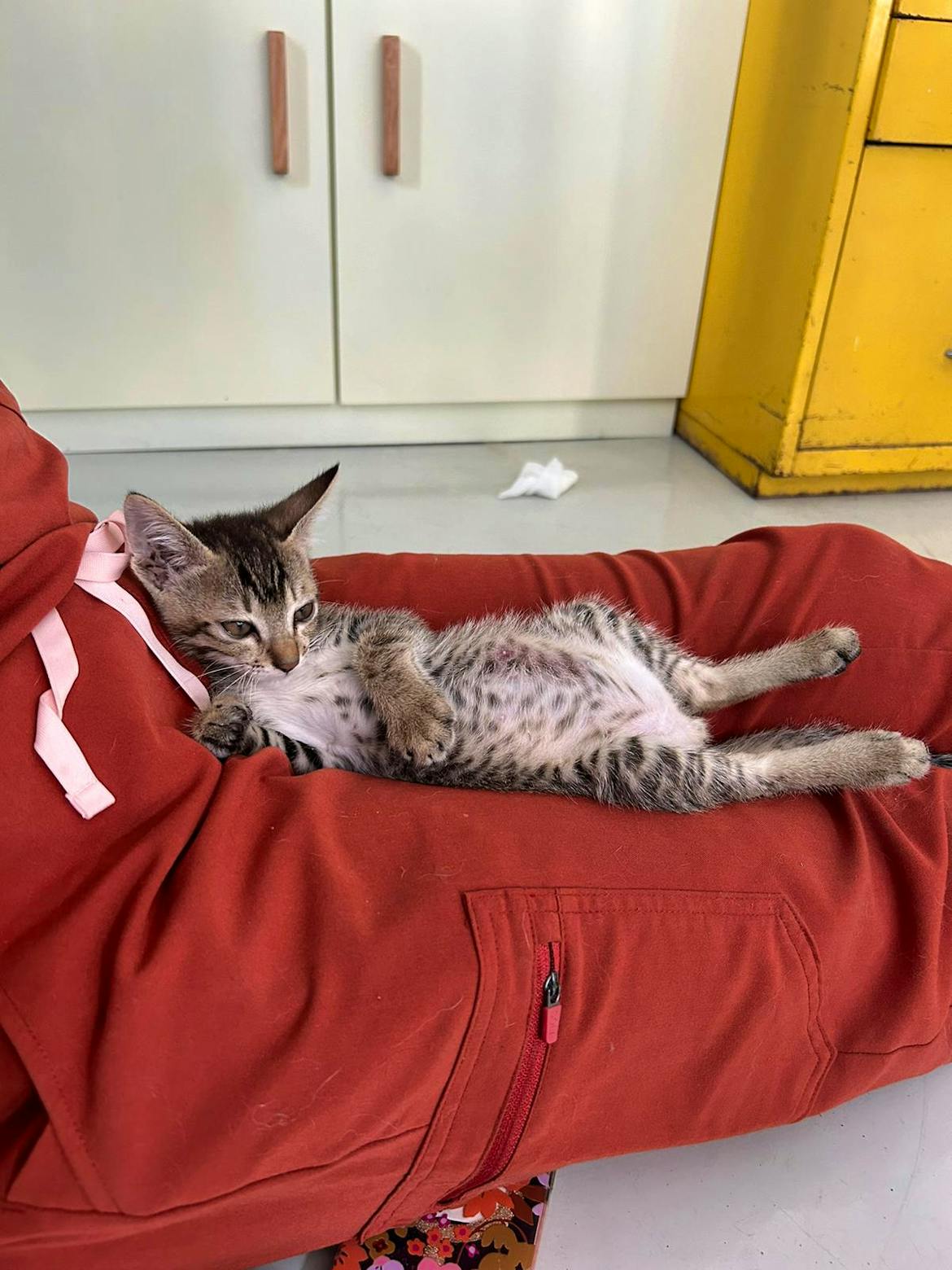 Para-Veterinary Worker | Volunteer in Nepal 2025