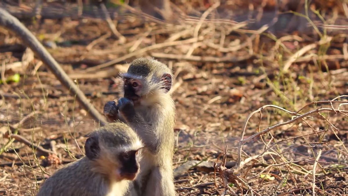 Primate Sanctuary Assistant | Volunteer in South Africa 2025