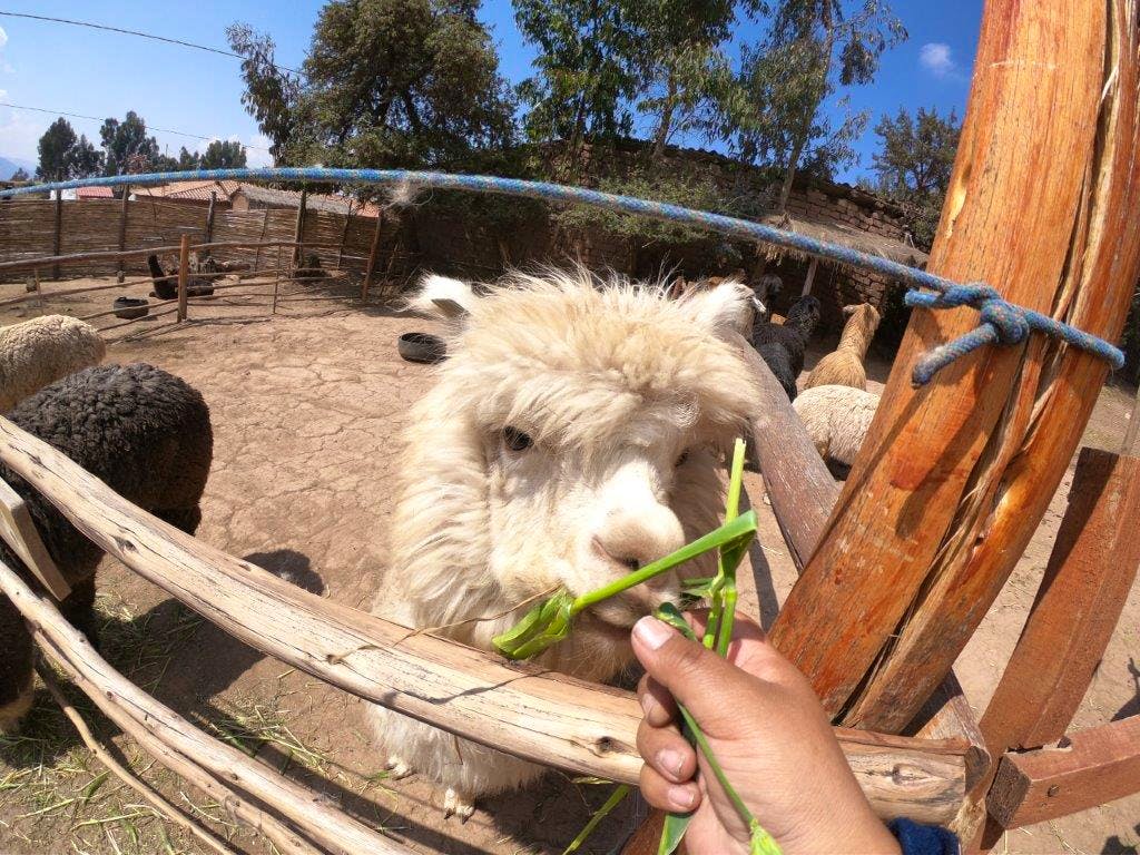 Alpaca and Llama Farm | Frivillig i Peru 2023