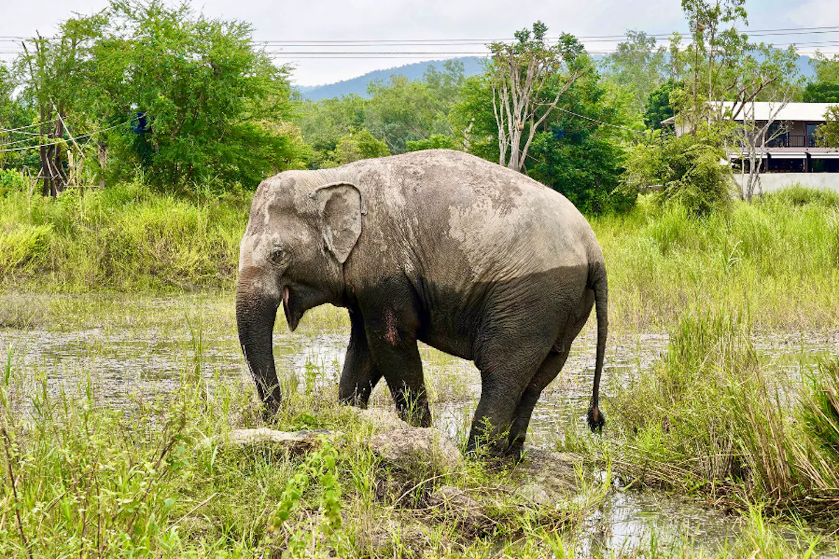 Endangered Elephant Refuge | Volunteer in Thailand 2025