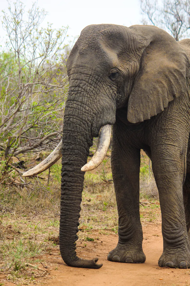 Wildlife Research & Expedition | Volunteer in South Africa 2025