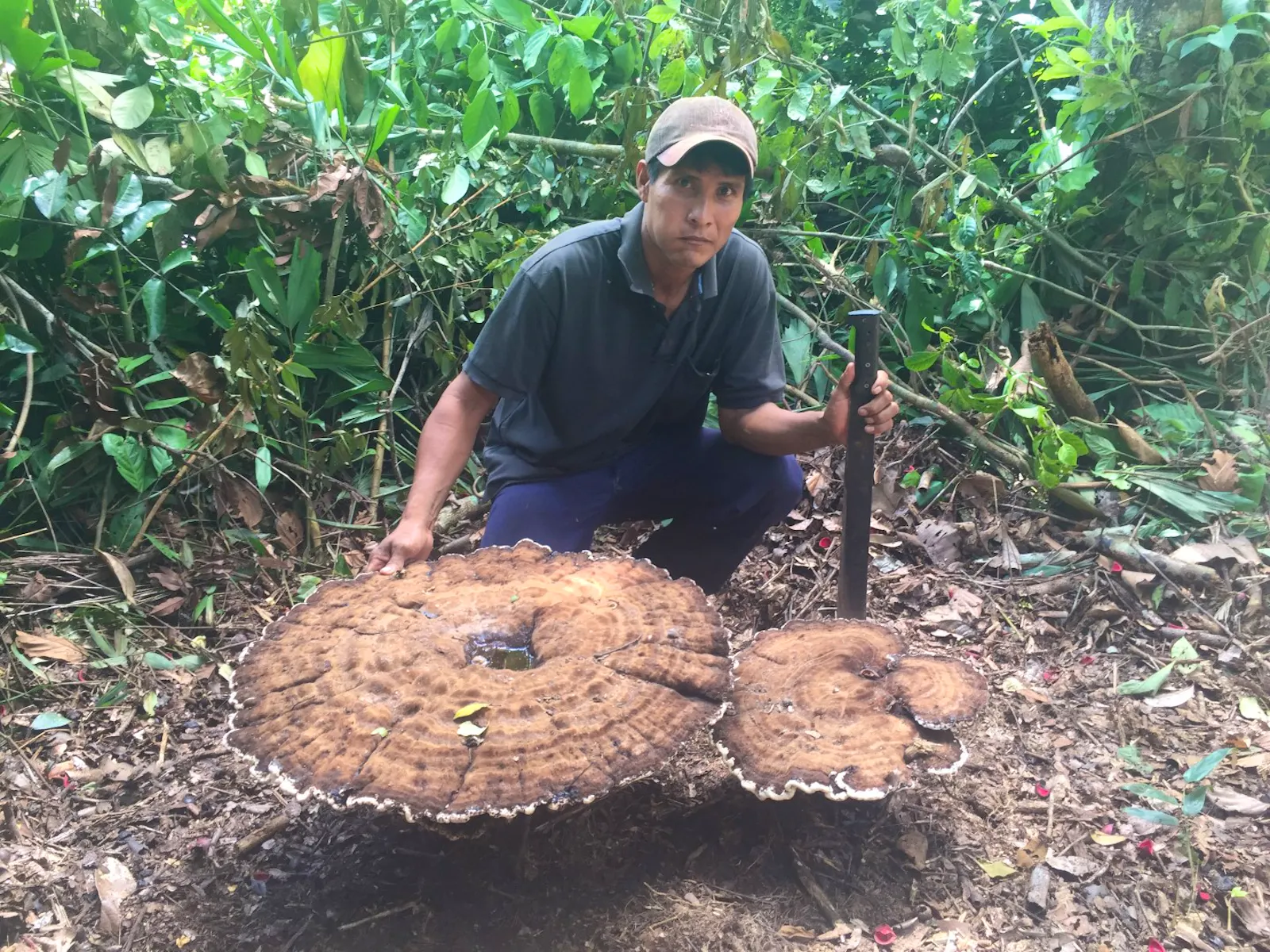 Mycologist in Bolivian Amazon | Voluntariado en Bolivia 2025