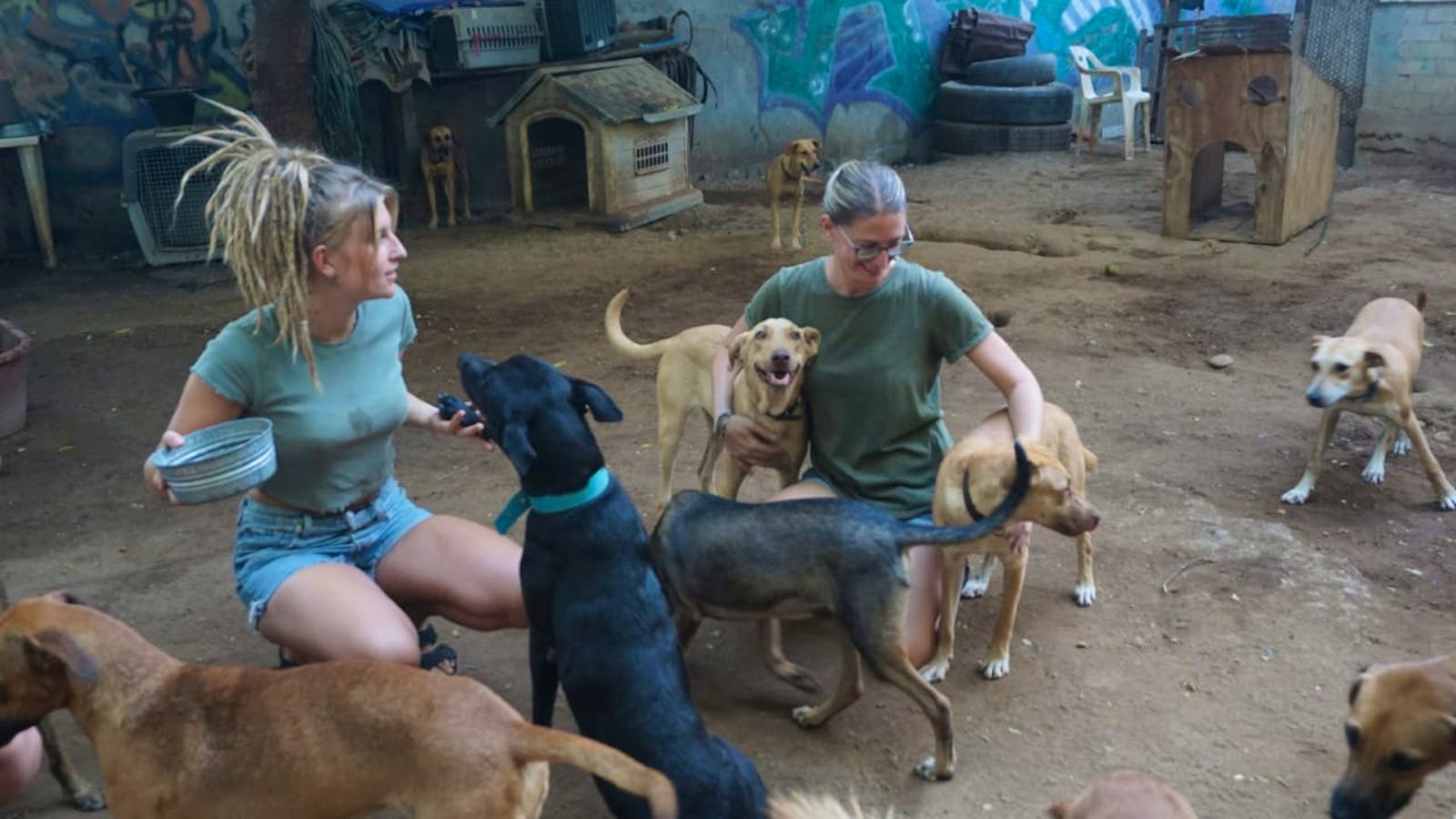 Dog Rescue Center Supporter | Volunteer in Mexico 2025