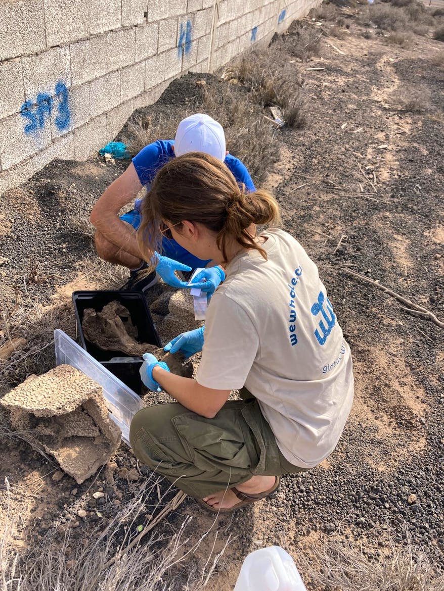 Whale and Dolphin Conservation | Volunteer in Spain 2025