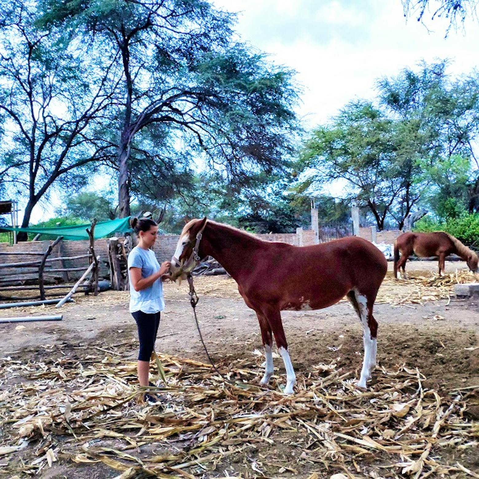 Street Animal Rescue Supporter | Volunteer in Peru 2025
