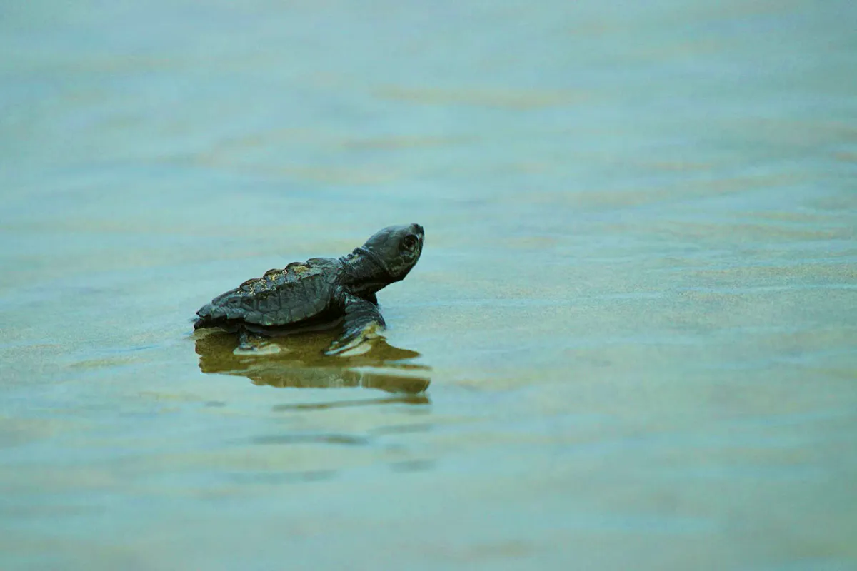 Sea Turtle Protection & Rainforest Preservation | Volunteer in Ecuador 2025