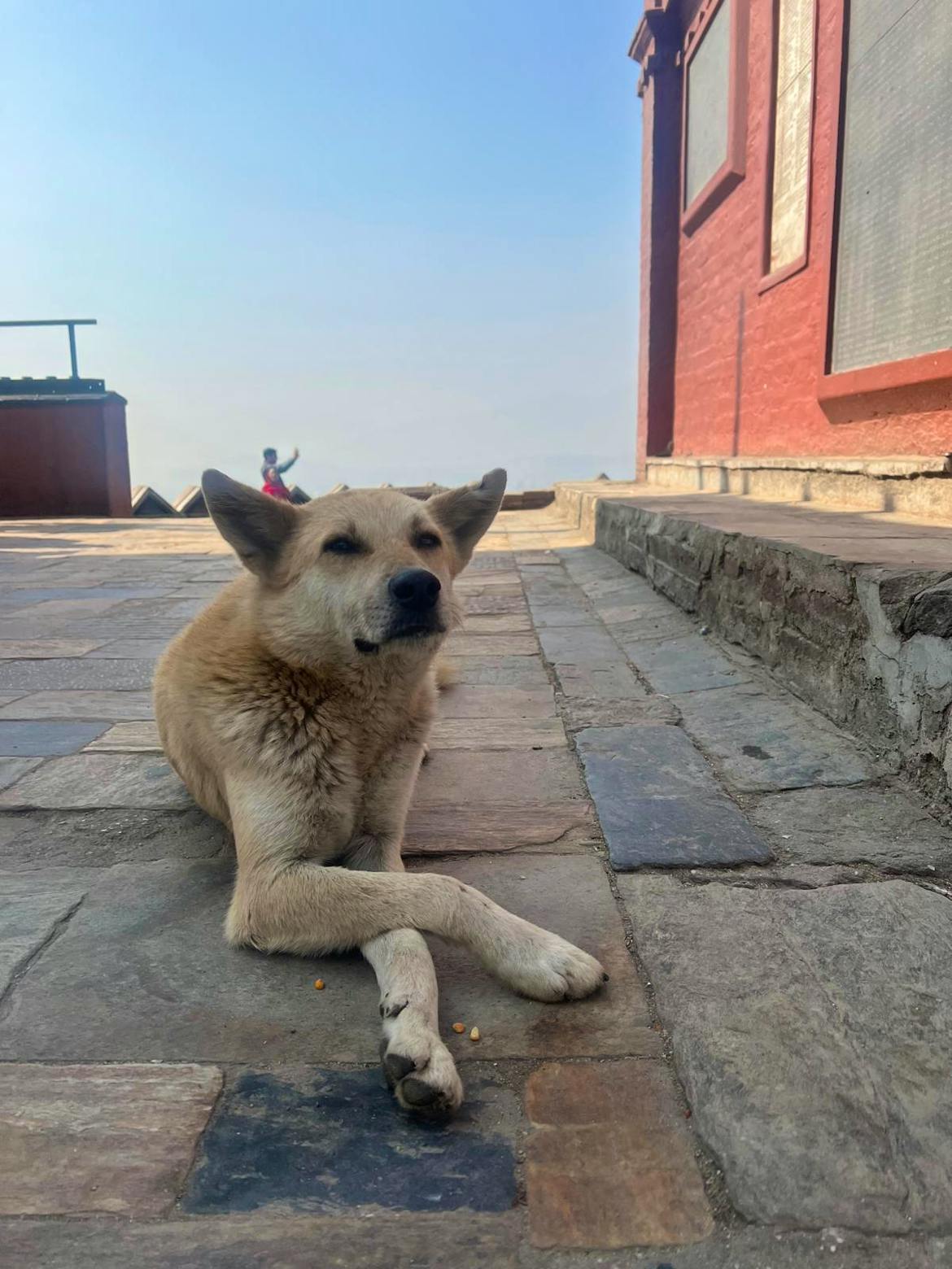 Hands-on Veterinary Experience | Volunteer in Nepal 2025