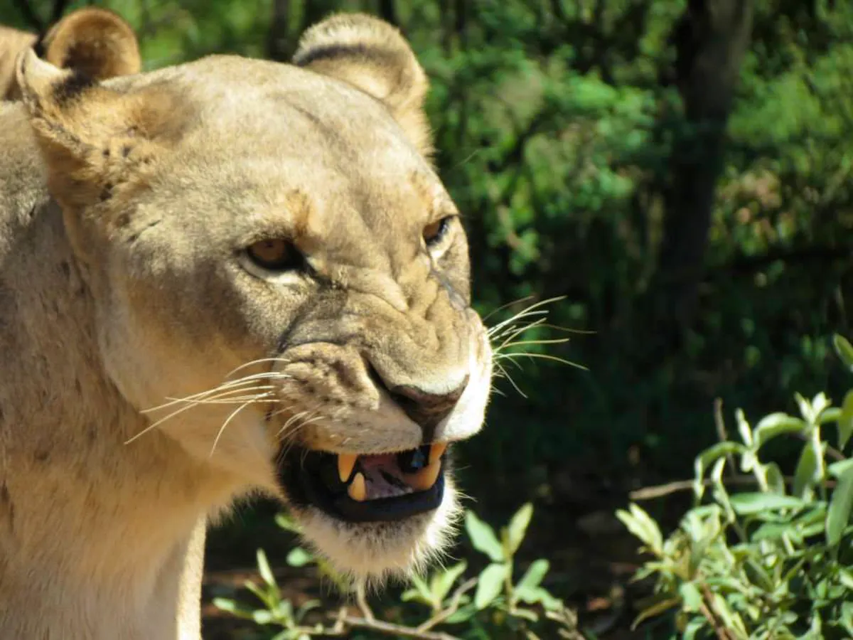 Local Wildlife Rescue | Volunteer in Namibia 2025