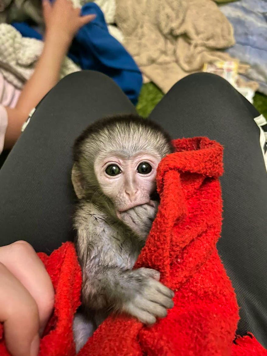 Vervet Monkey Rescue & Rehabilitation | Volunteer in South Africa 2025