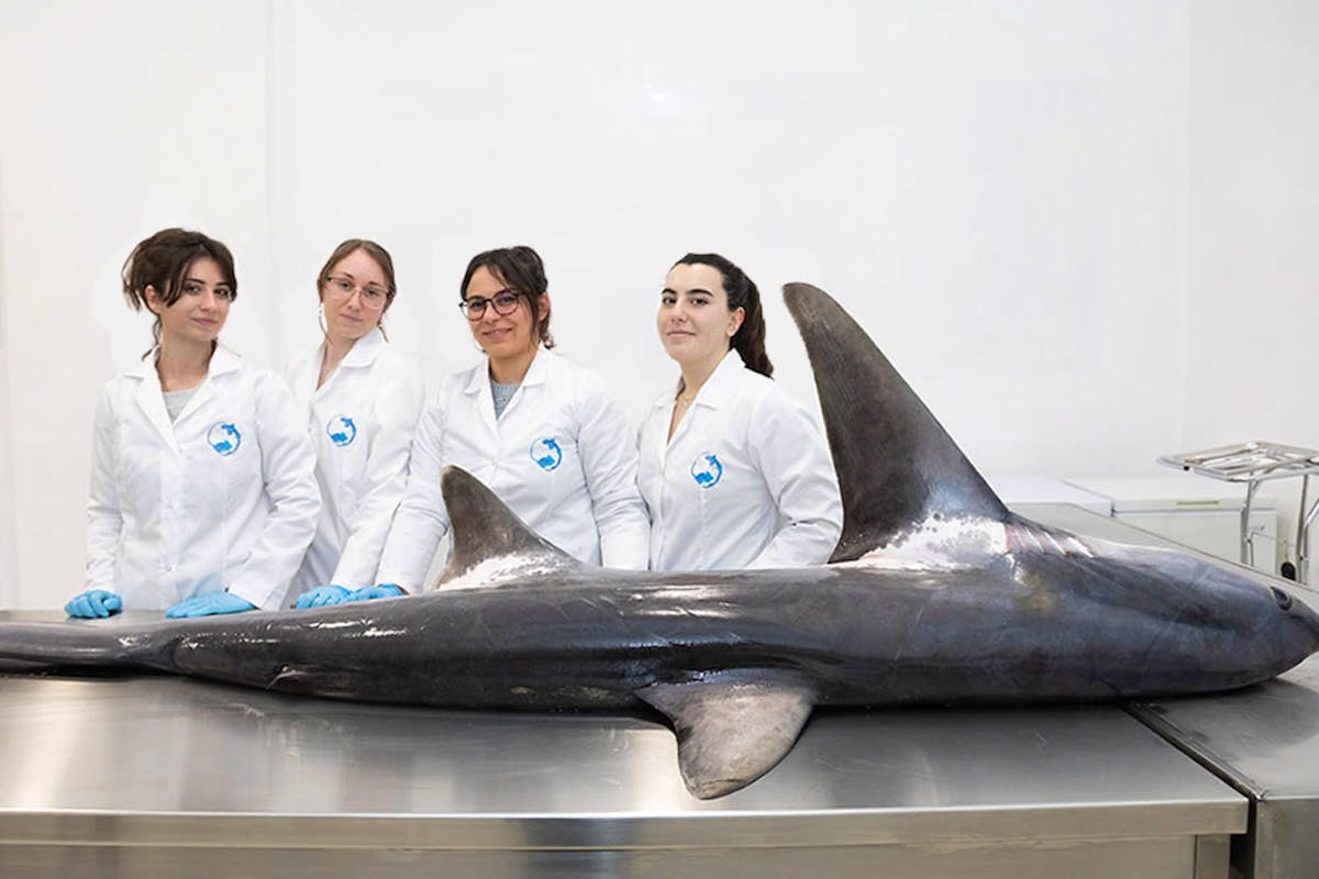 Shark Research and Conservation Assistant | Volunteer in Albania 2025