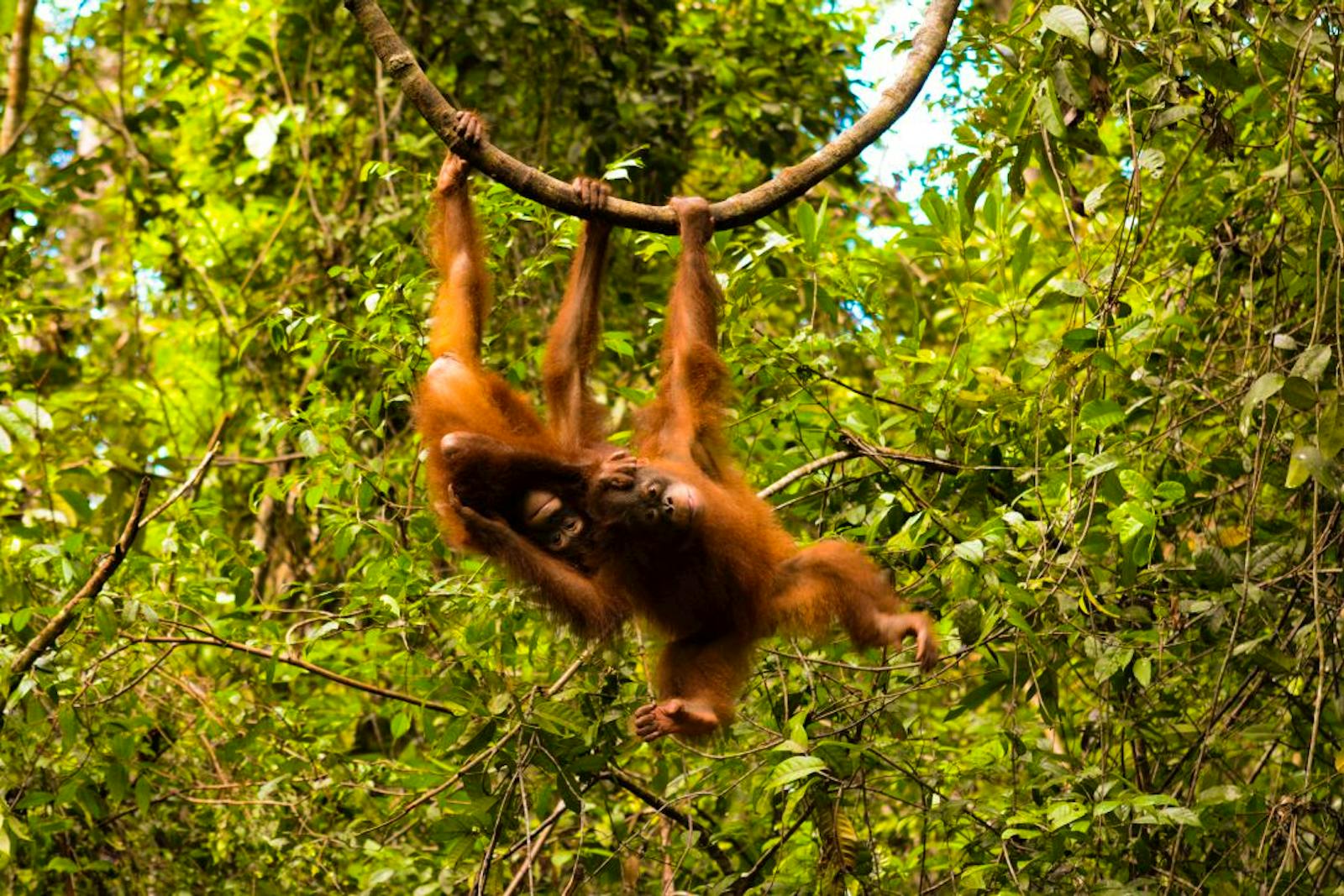 Orangutan Sanctuary Assistant | Volunteer in Indonesia 2024