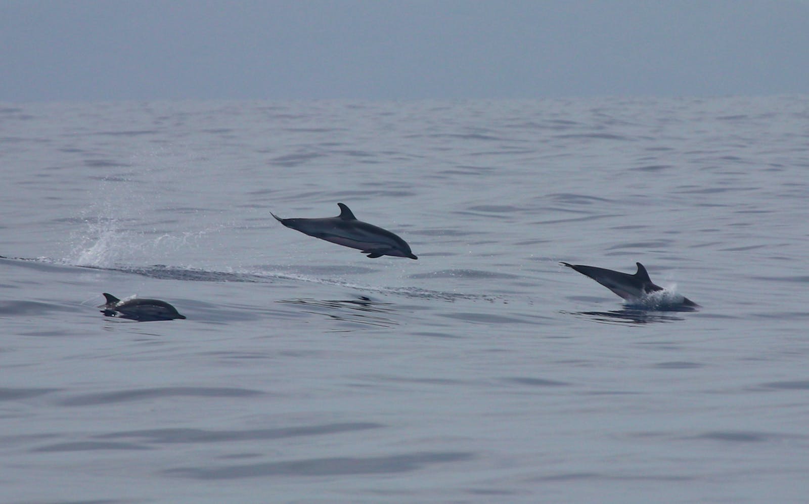 Marine Expedition Assistant | Volunteer in Spain 2025