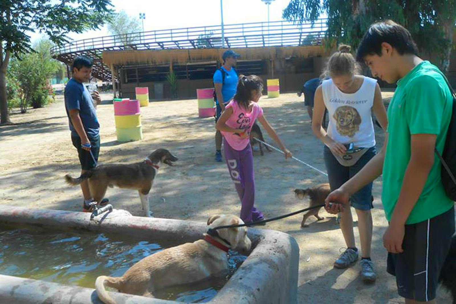 Help Stray Dogs | Volunteer in Chile 2025