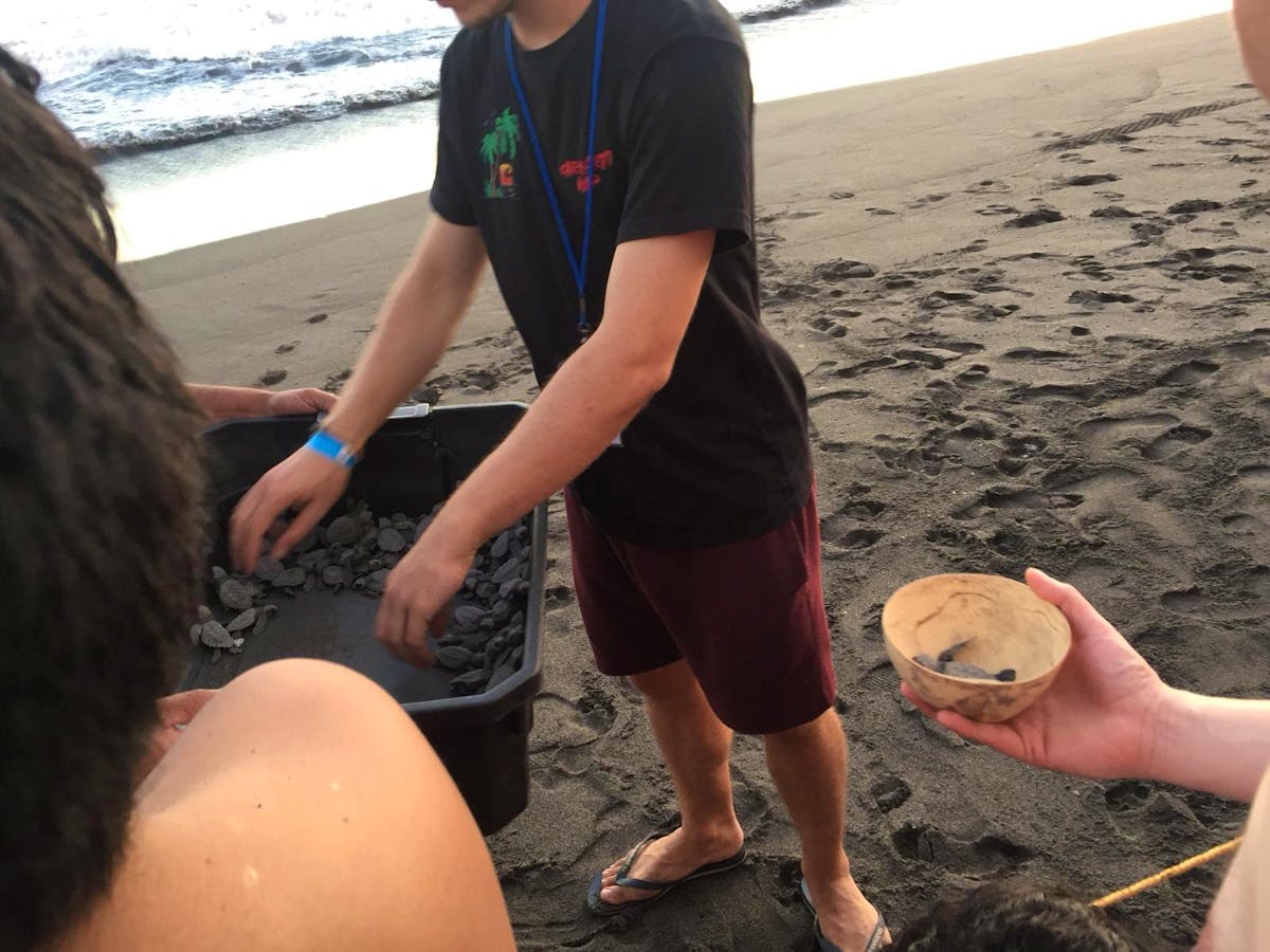 Turtle Conservation at the Pacific Coast | Volunteer in Guatemala 2025