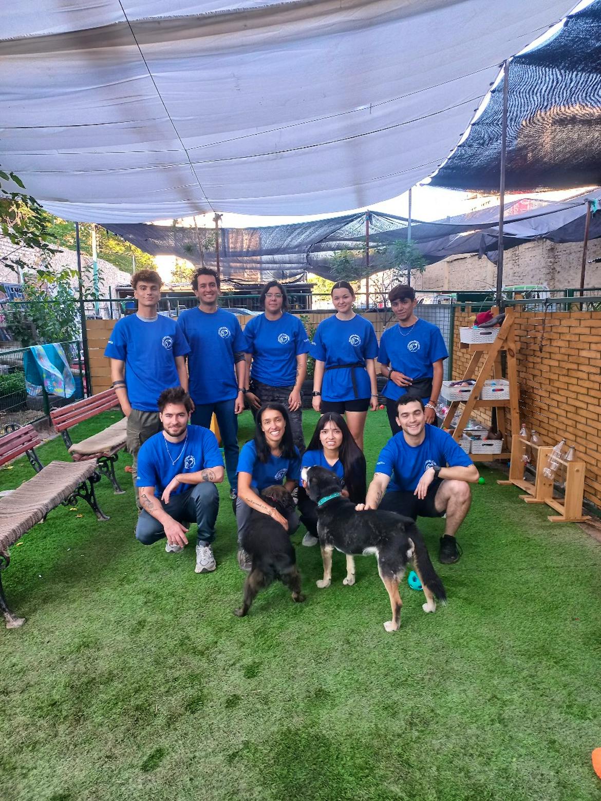 Help Stray Dogs | Volunteer in Chile 2025