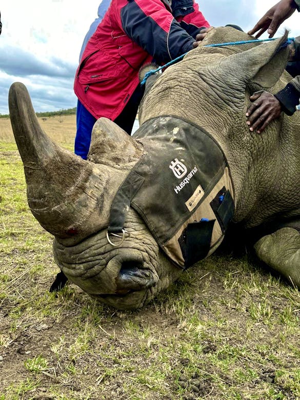 Wildlife Relocation and Veterinary Experience | Volunteer in South ...