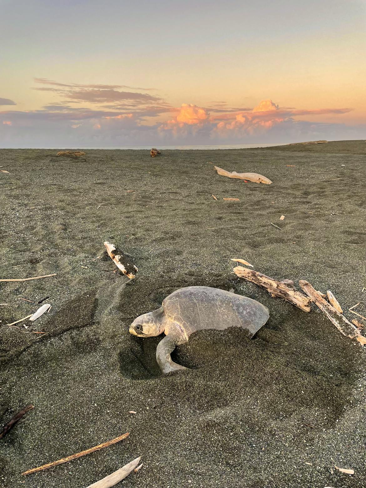 Sea Turtle Biologist | Volunteer in Costa Rica 2025