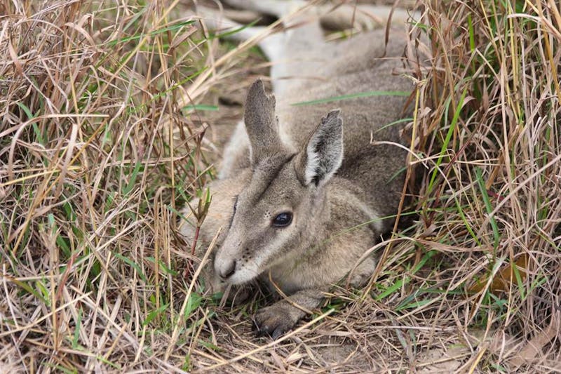 Australian Endangered Species Conservation Care | Volunteer in ...