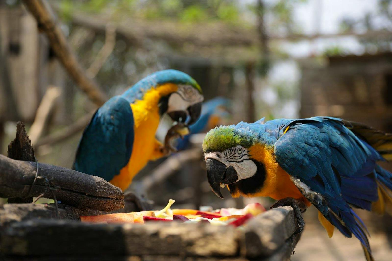 Animal Caretaker in Custody Center | Volunteer in Bolivia 2025