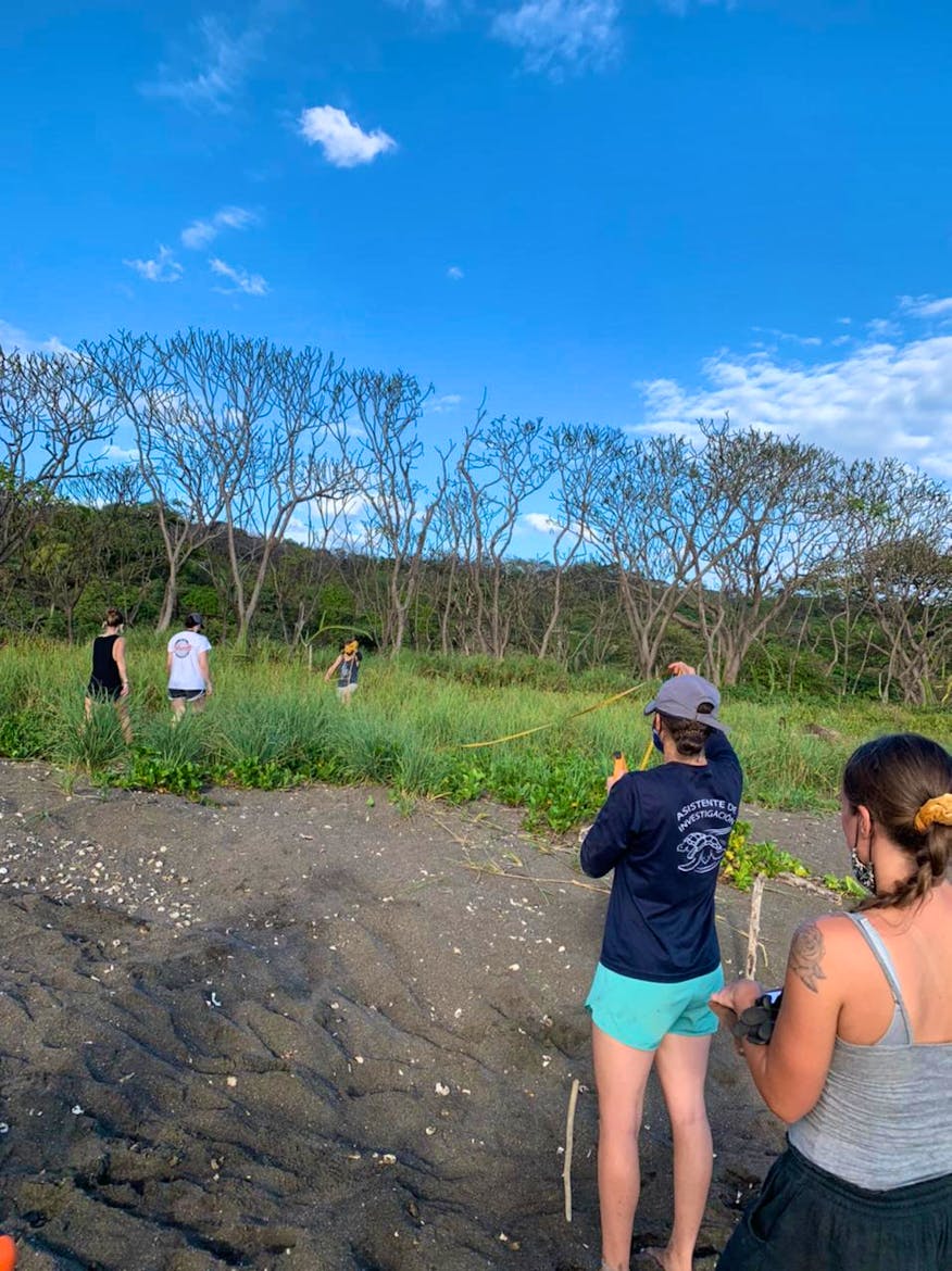 Marine Life Protector Sea Turtles | Volunteer in Costa Rica 2025