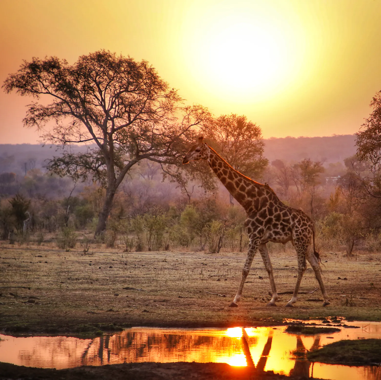 Volunteer on Game Reserve with Big 5 Animals | Volunteer in South ...
