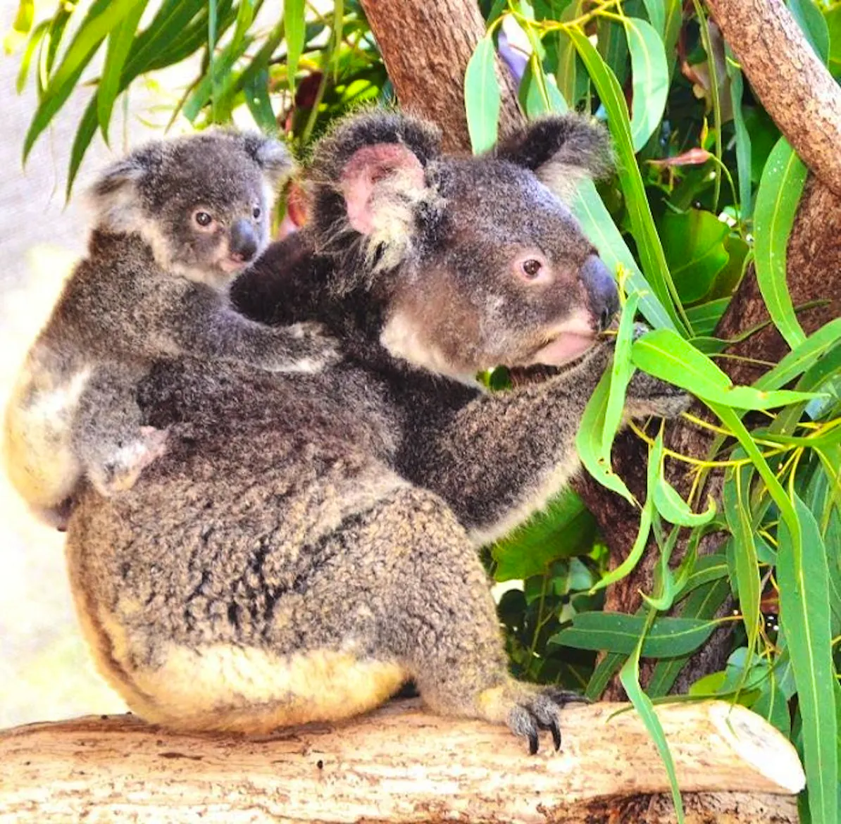 Zoo and Animal Caretaker | Volunteer in Australia 2025